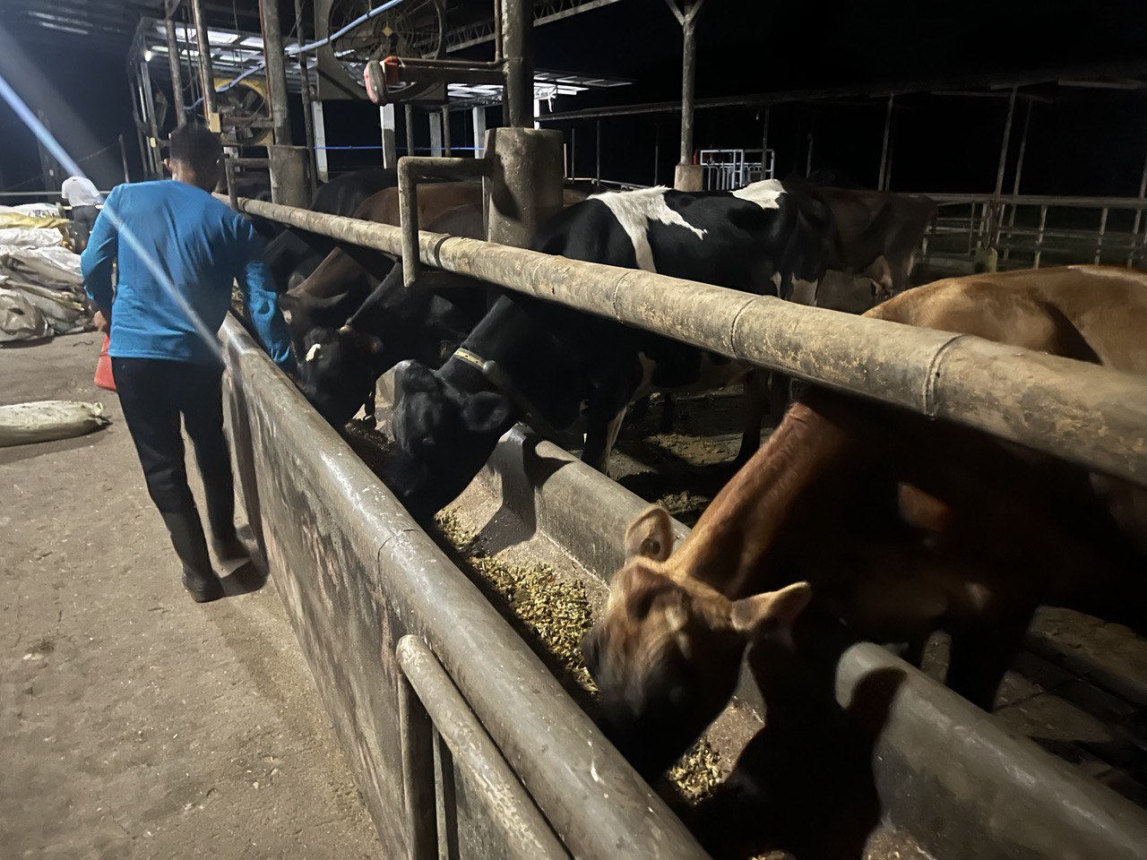 Alaska Milk mobilizes Dairy Development Program, helps dairy farmers ...